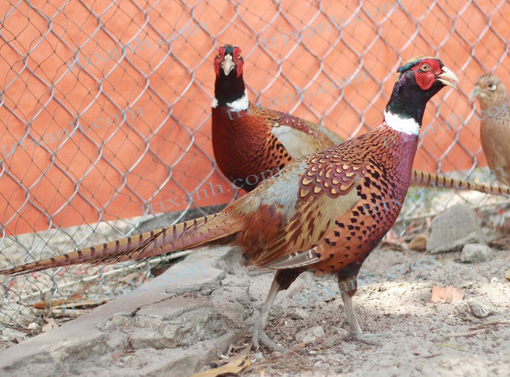 tri do dep 2 - Chăn nuôi Việt Nam