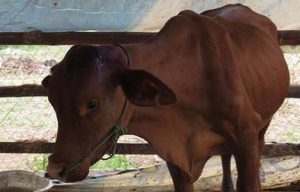 Cách xác định bò động dục và thời điểm phối giống thích hợp - Chăn nuôi ...