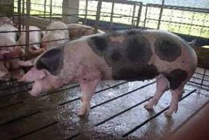 Giới thiệu một số giống lợn ngoại - Chăn nuôi Việt Nam