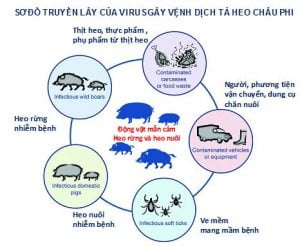 Nhận biết bệnh dịch tả heo châu Phi và các biện pháp phòng ngừa - Chăn ...