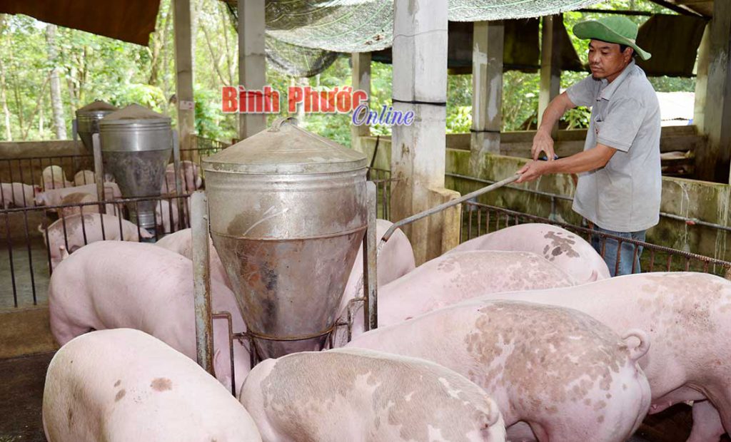 Bí quyết nuôi heo lãi tiền tỷ trong ‘bão’ dịch tả châu Phi - Chăn nuôi ...