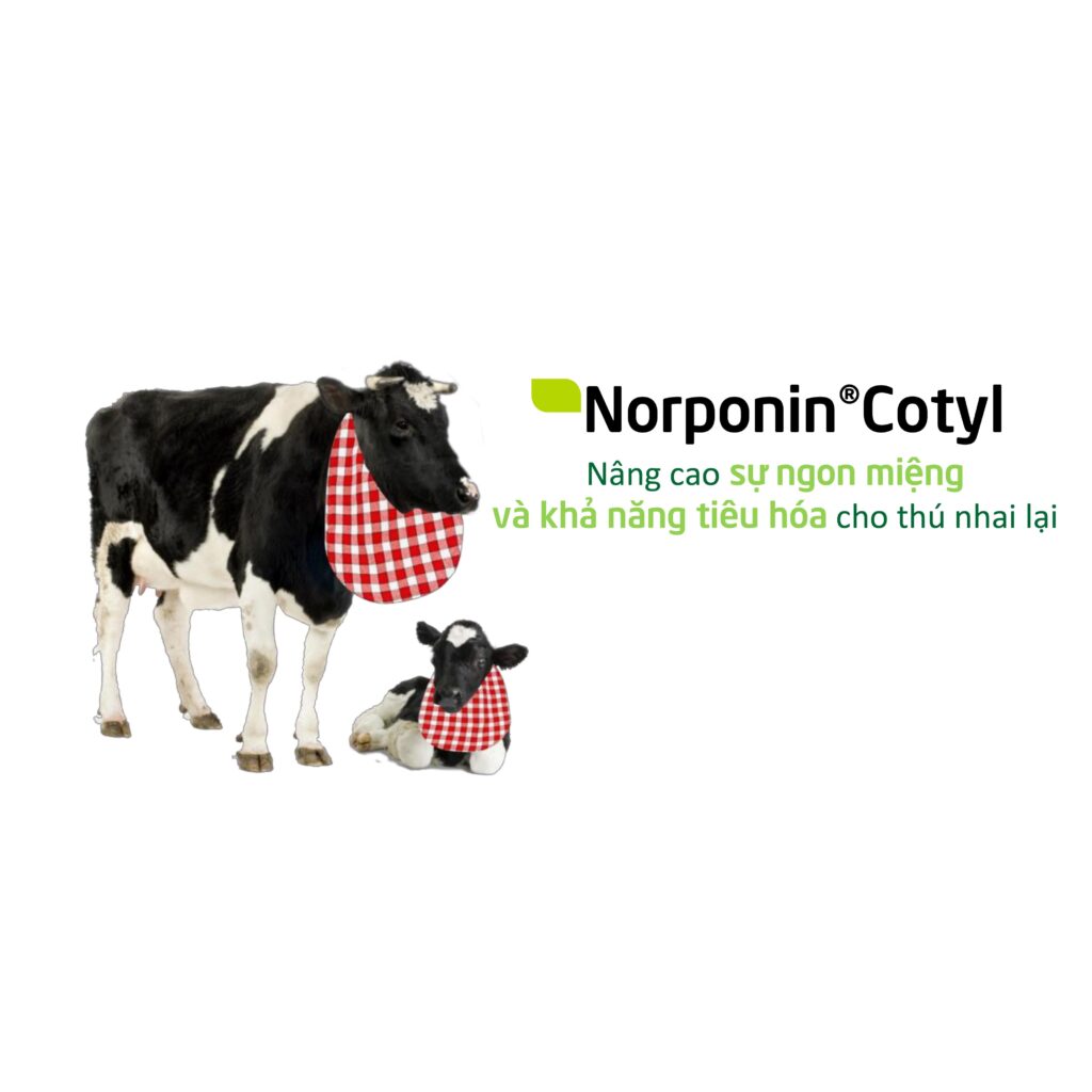 Chiết xuất từ mầm cỏ cà ri trong Norponin®Cotyl giúp tăng độ ngon miệng ...