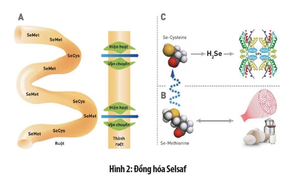 Selsaf®: Nguồn selenocysteine và selenomethionine tự nhiên quản lý việc ...