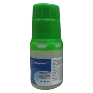 Hiện tượng đẻ khó ở lợn và biện pháp can thiệp - Chăn nuôi Việt Nam