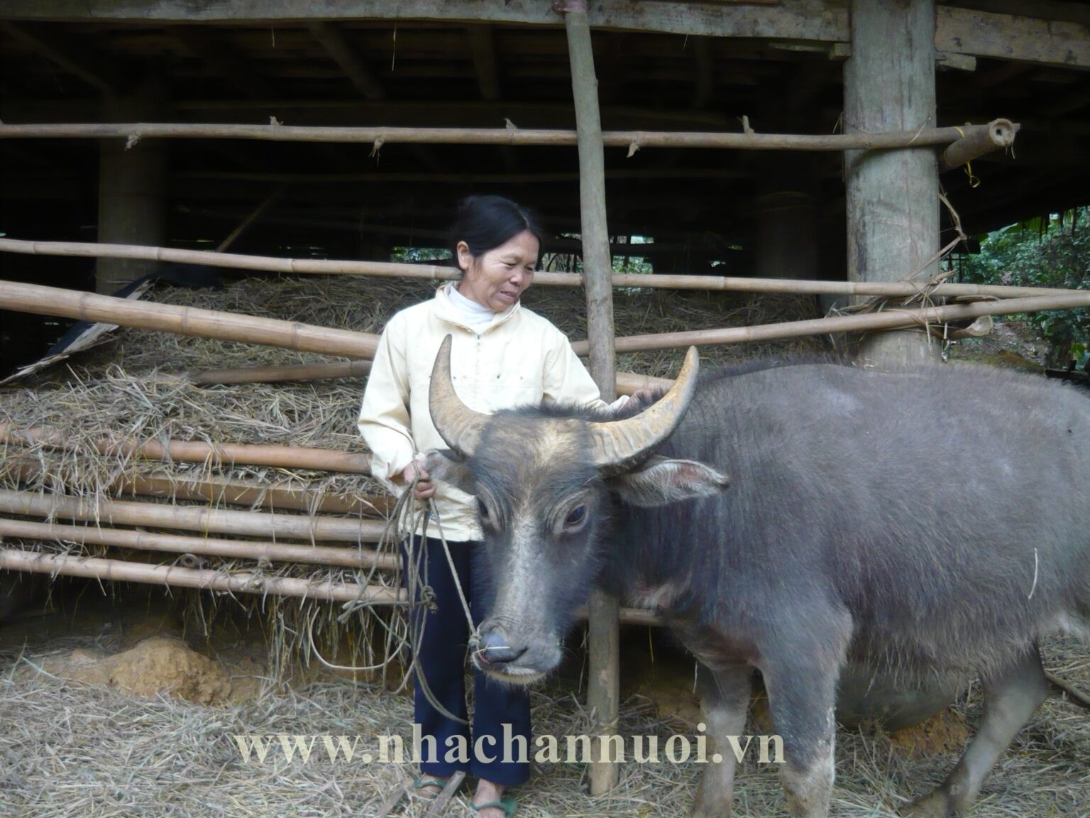 Tri thức dân gian trong lựa chọn trâu - Chăn nuôi Việt Nam