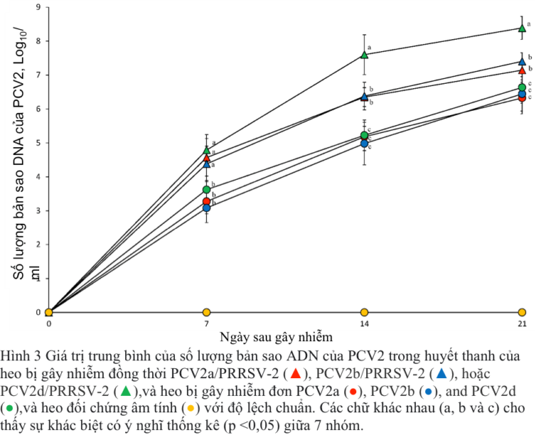 So sánh độc lực của ba kiểu gen Circovirus type 2 (PCV2) ở heo (a, b và d) khi gây nhiễm đơn lẻ ...