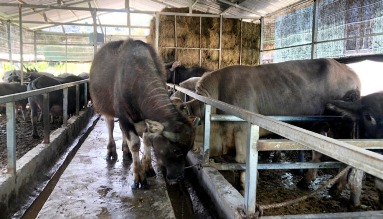 Lâm Đồng: Người Đạ Sar đưa trâu về nhà - Chăn nuôi Việt Nam
