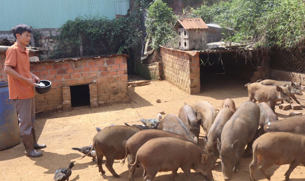 ‘Nuôi heo sạch’ giúp nhiều gia đình thoát nghèo - Tạp chí Chăn nuôi ...