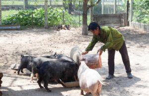 Ninh Thuận: Hiệu quả mô hình nuôi heo đen Thuận Bắc - Chăn nuôi Việt Nam