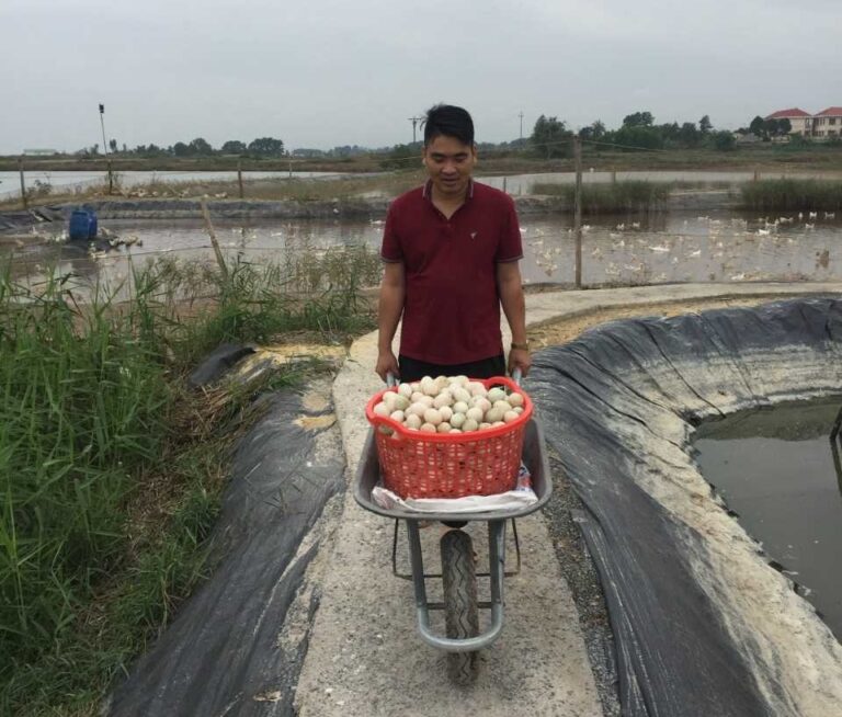 Quảng Ninh: Người phát triển thương hiệu trứng vịt biển Đồng Rui - Chăn ...