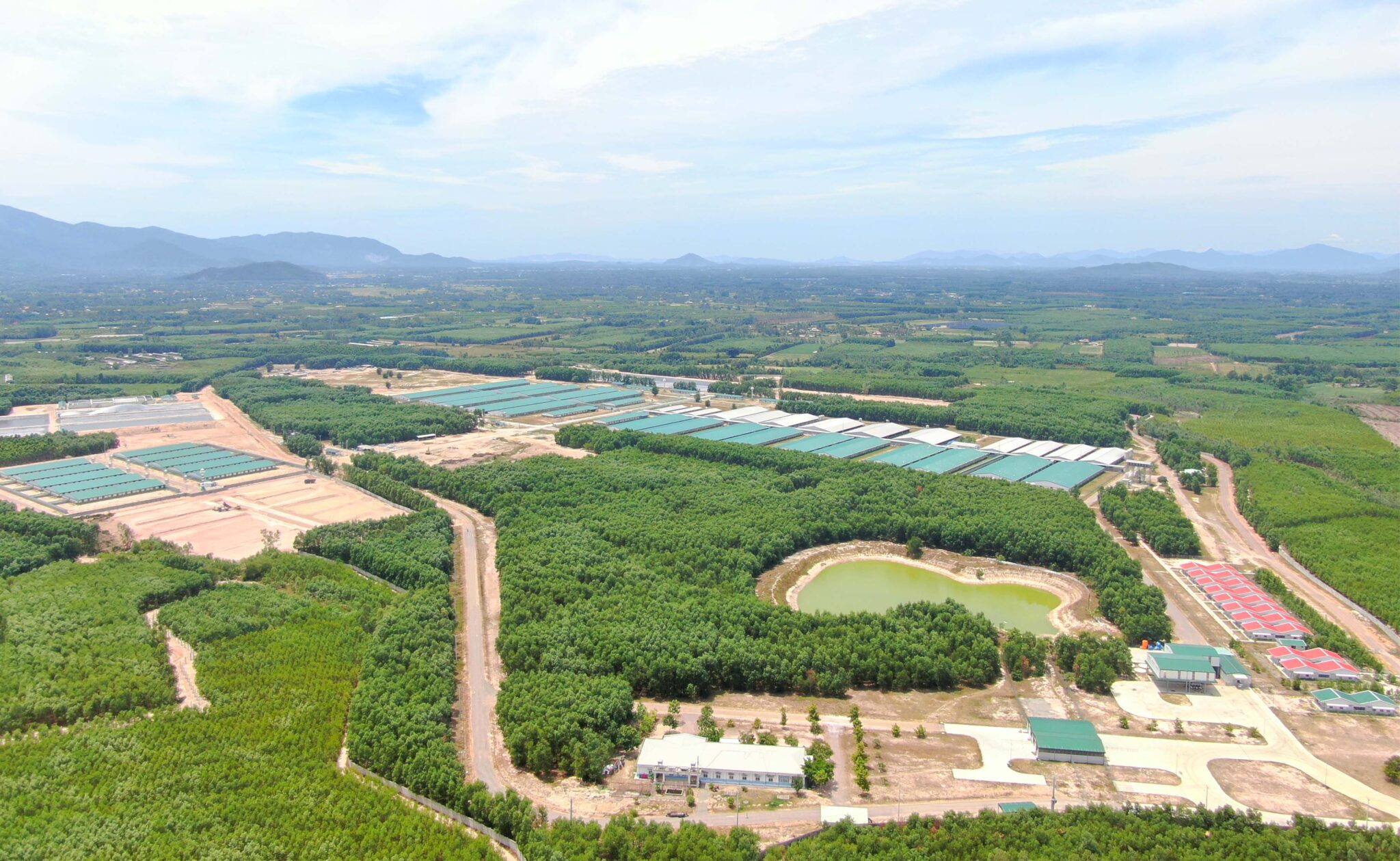 THACO AGRI: Năm 2024 sẽ phát triển đàn heo trên 136.000 con, đàn bò trên 150.000 con - Chăn nuôi ...