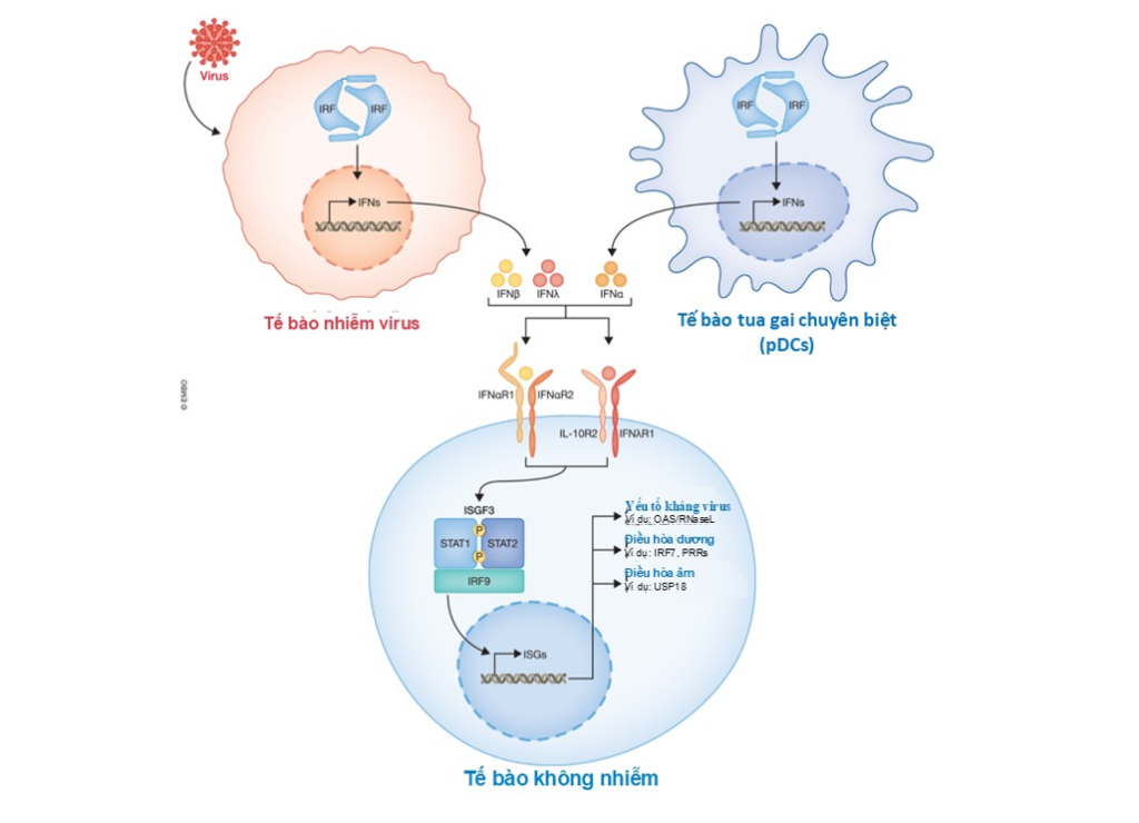Dịch tả heo châu Phi: Hiện trạng và giải pháp kiểm soát hiệu quả (Phần ...