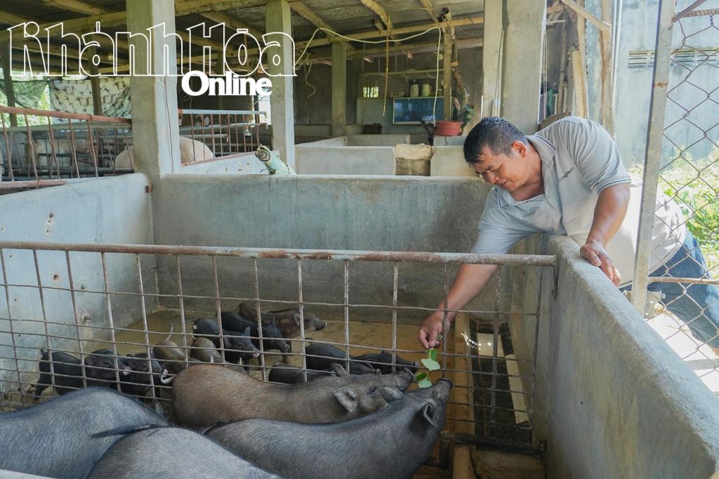 Khánh Hoà: Hiệu quả từ mô hình nuôi heo đen ở xã Công Hải - Chăn nuôi ...