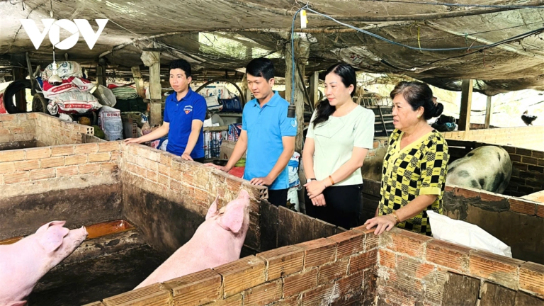 Từ 10 heo nái đến mô hình kinh tế tổng hợp lợi nhuận trăm triệu đồng ...